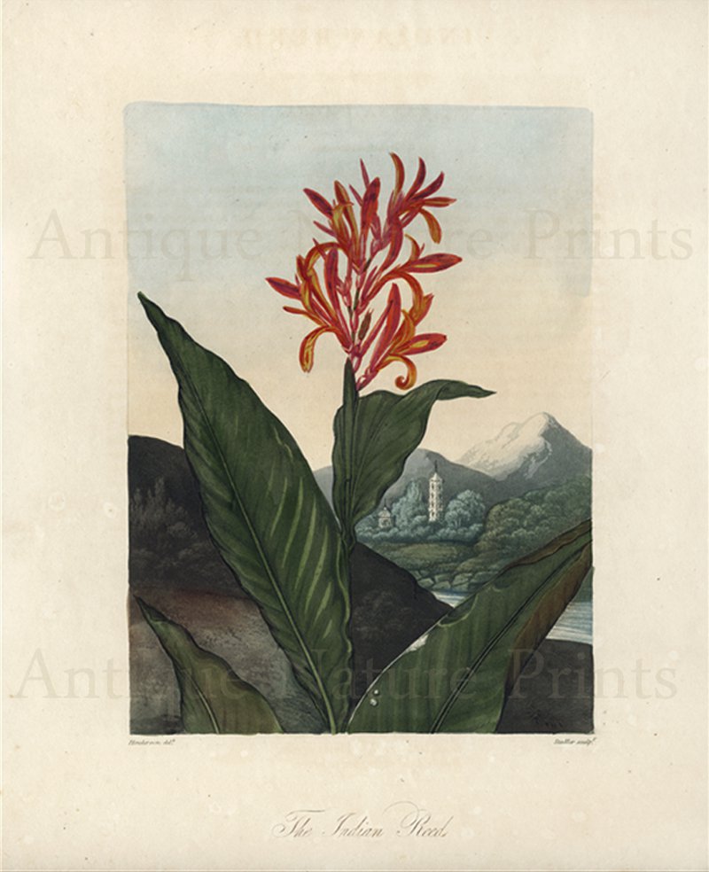 Antique Nature Prints - The Founders of Natural History